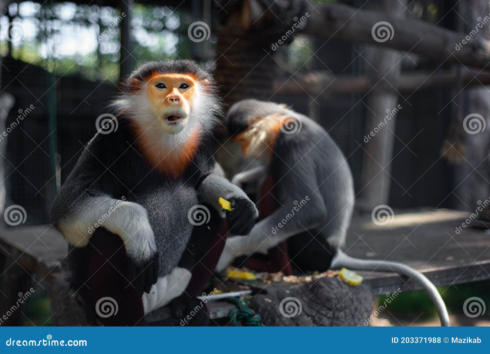 The Red Hanked Douc is a Species of Old World Monkey Stock Photo ...
