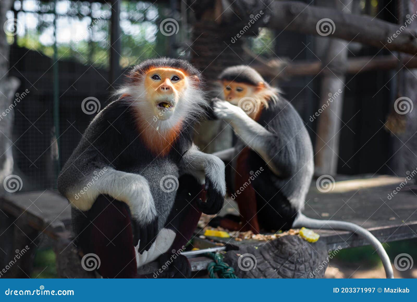 The Red Hanked Douc is a Species of Old World Monkey Stock Image ...