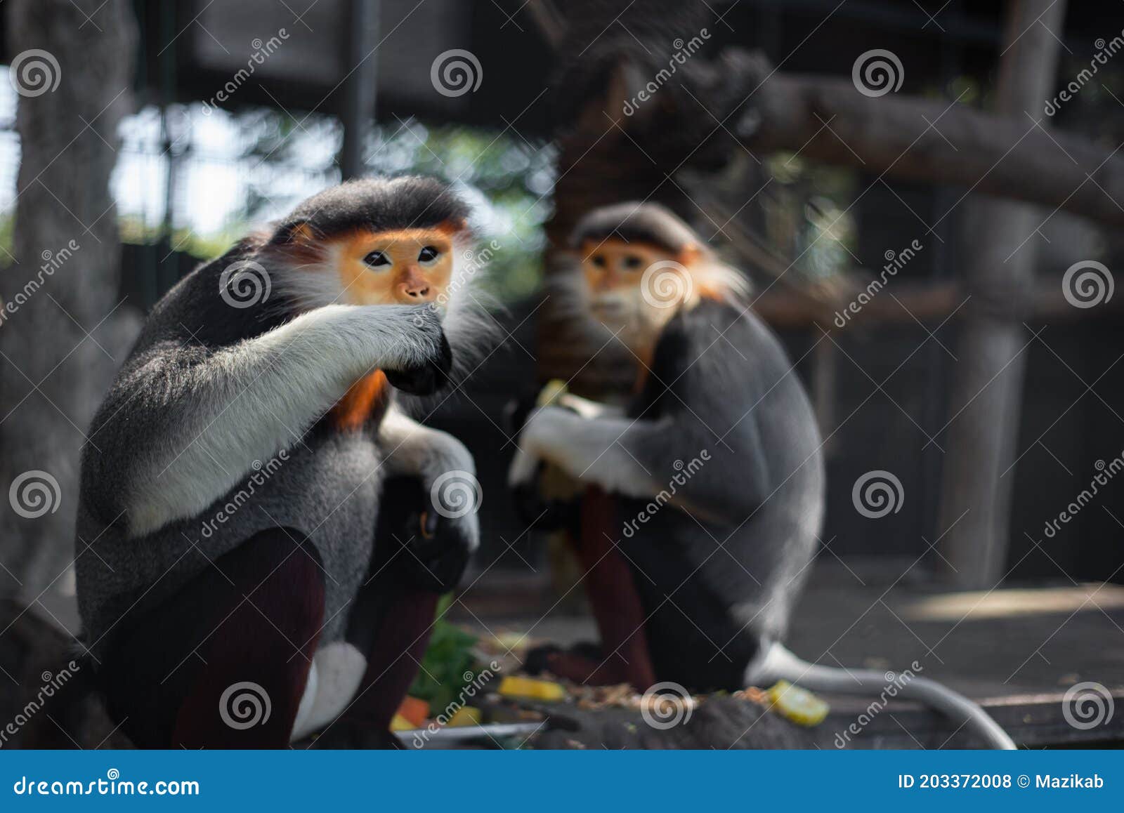 The Red Hanked Douc is a Species of Old World Monkey Stock Photo ...