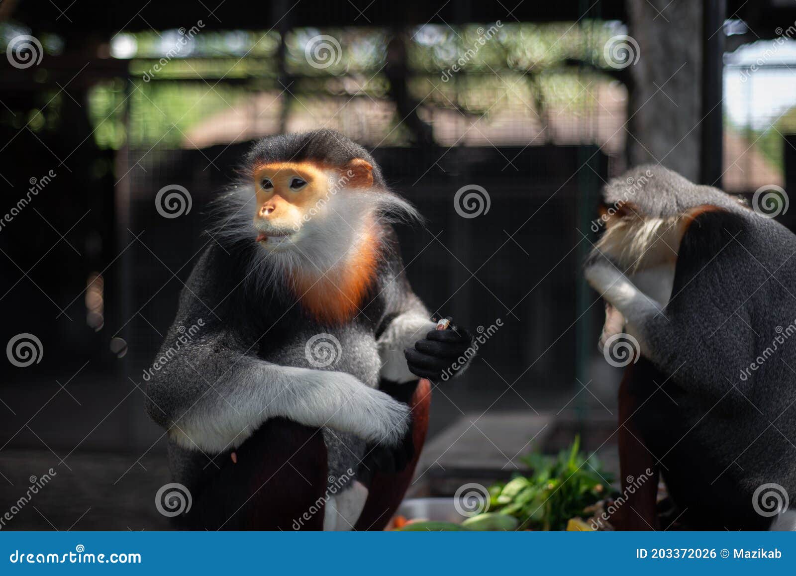 The Red Hanked Douc is a Species of Old World Monkey Stock Photo ...