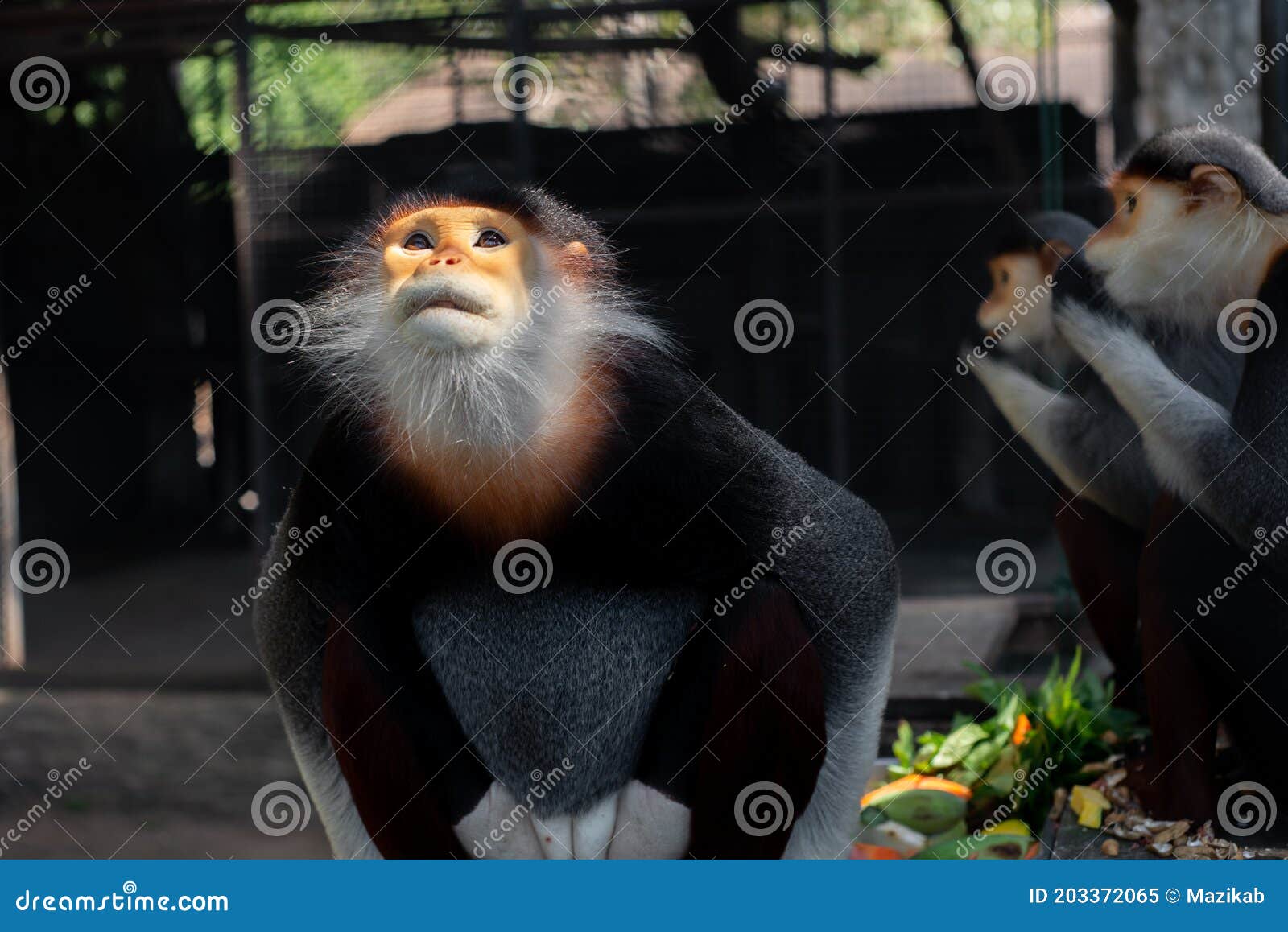 The Red Hanked Douc is a Species of Old World Monkey Stock Image ...