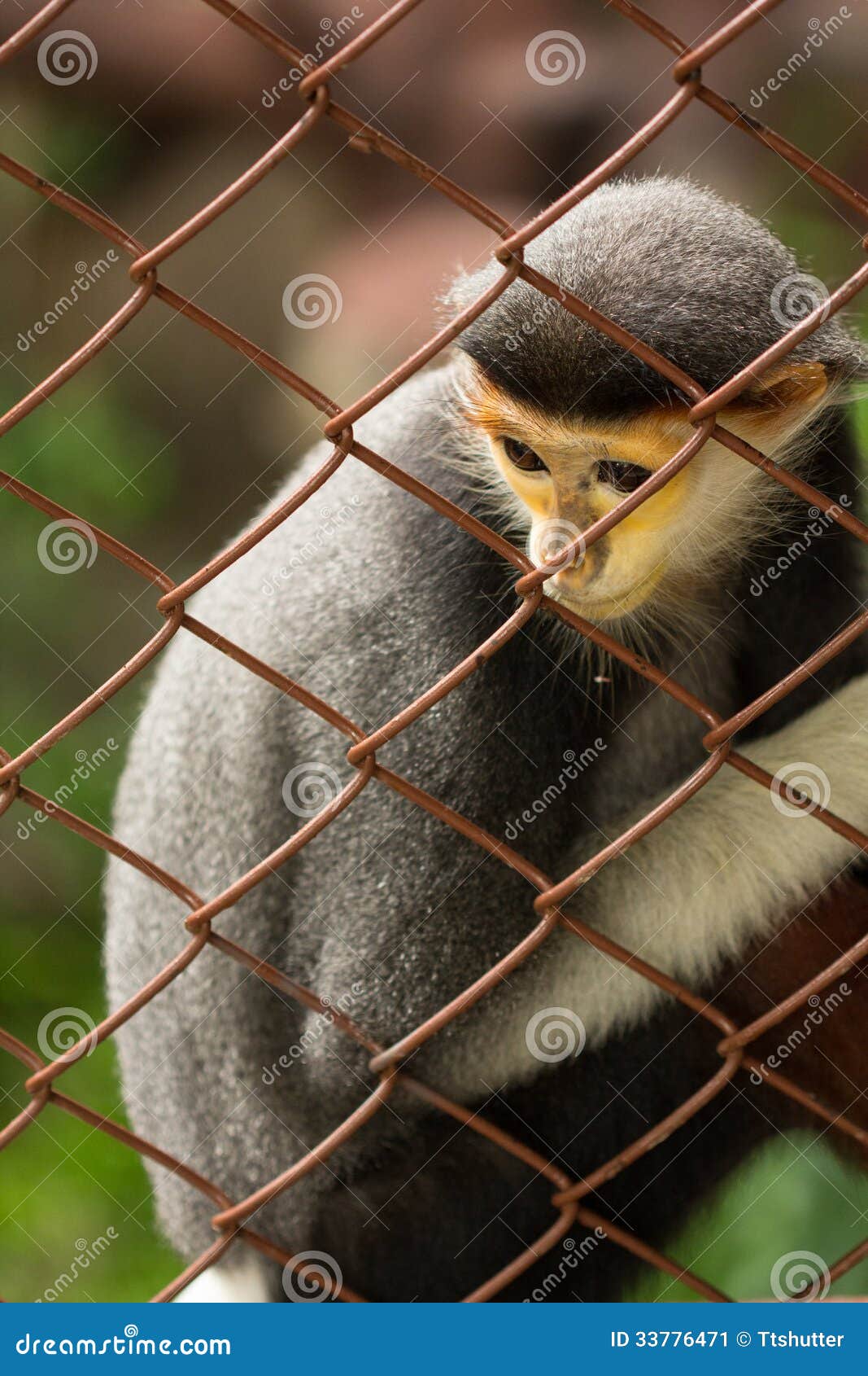 The Red-shanked douc. stock image. Image of eyes, looking - 33776471