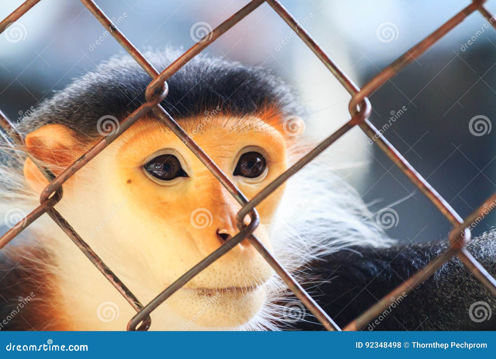 Red-shanked Douc that Was Trapped Cage Stock Photo - Image of jungle ...