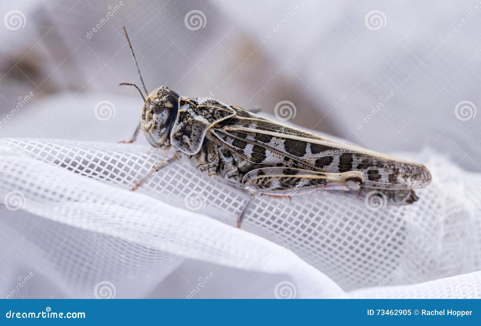 Red-shanked Grasshopper (Xanthippus Corallipes) on the Ground Stock ...
