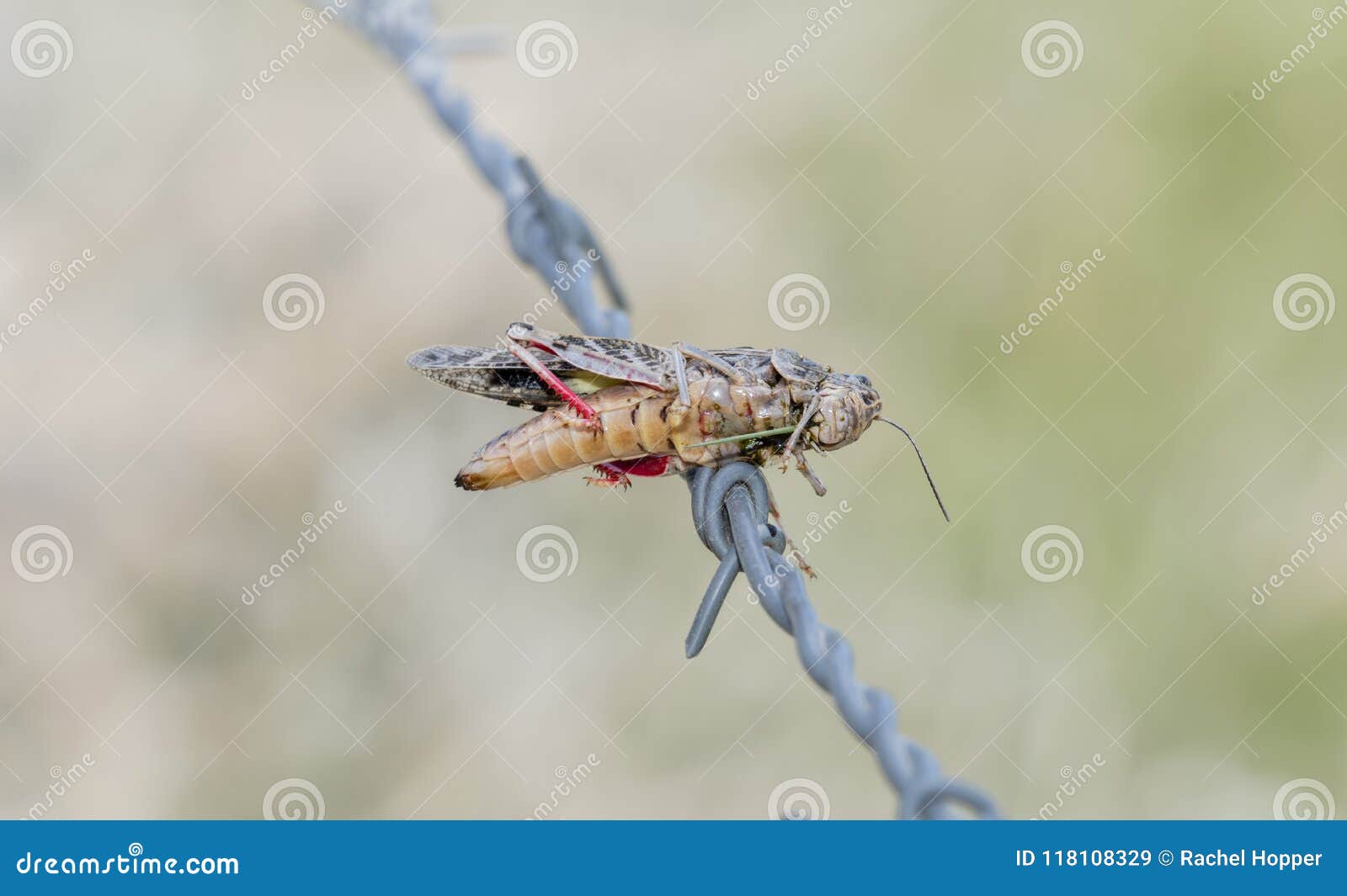 Red-shanked Grasshopper Xanthippus Corallipes Impaled on Barbed Wire by ...