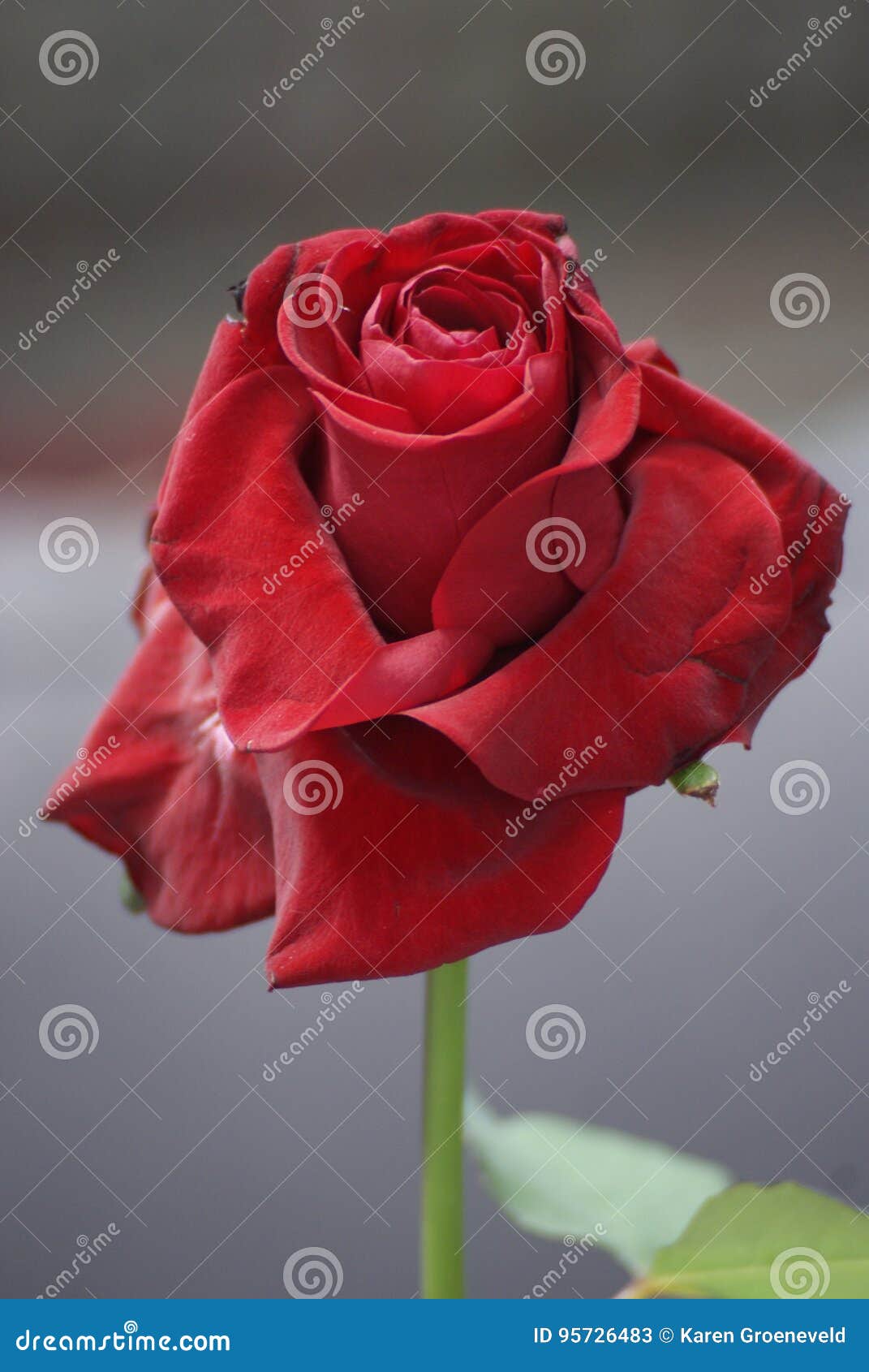 Red Sharp Rose in the Middle Stock Image - Image of sony, nature: 95726483