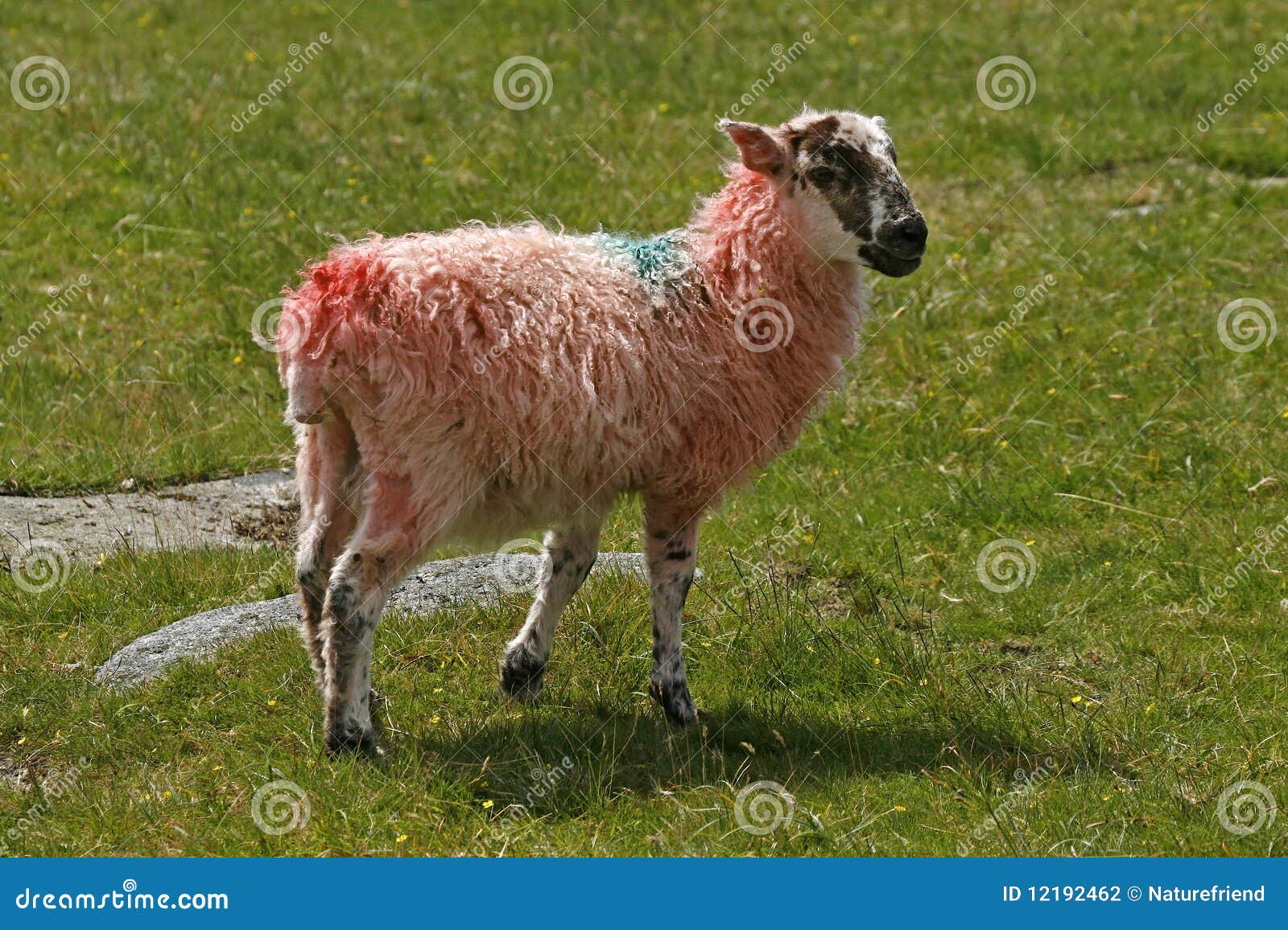 Red Sheep stock photo. Image of southwest, dartmoor, agriculture - 12192462
