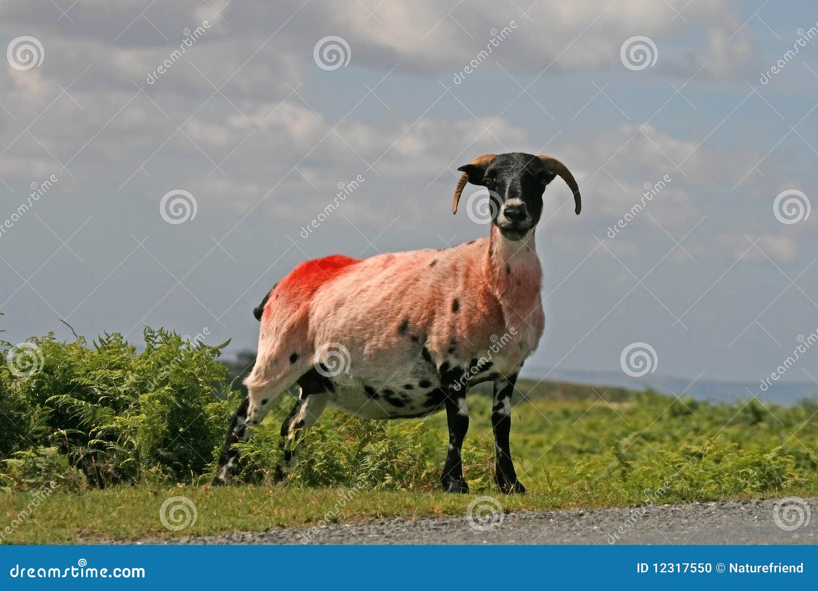 Red Sheep, Dartmoor, Cornwall, England Stock Photo - Image of domestic ...