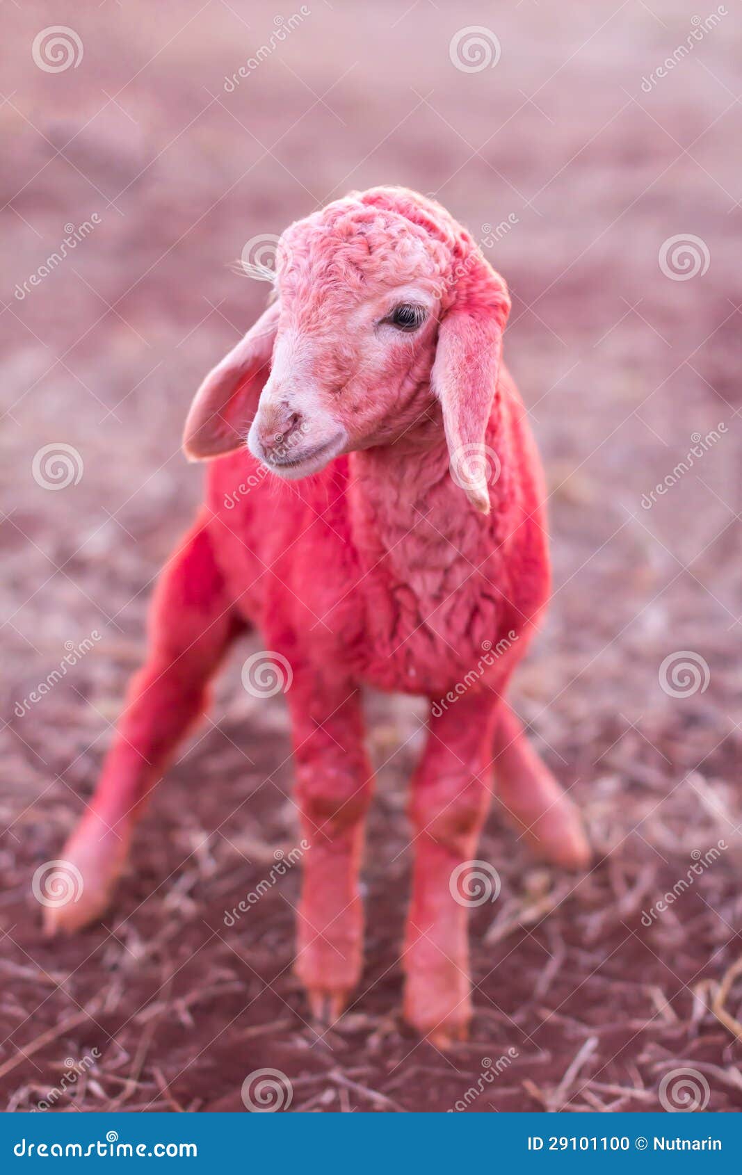 Red sheep in farm stock photo. Image of field, looking - 29101100