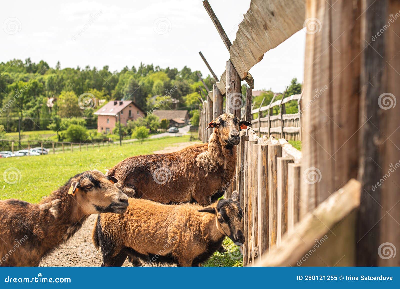 Red Sheep on the Grass in the Paddock. Three Sheep on Free Grazing ...