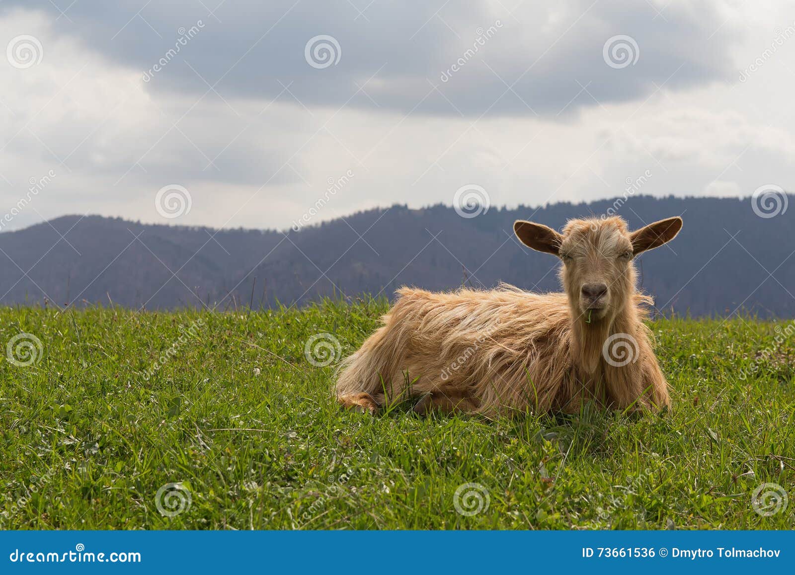 Red Sheep Lies on a Green Meadow Stock Photo - Image of carpathians ...