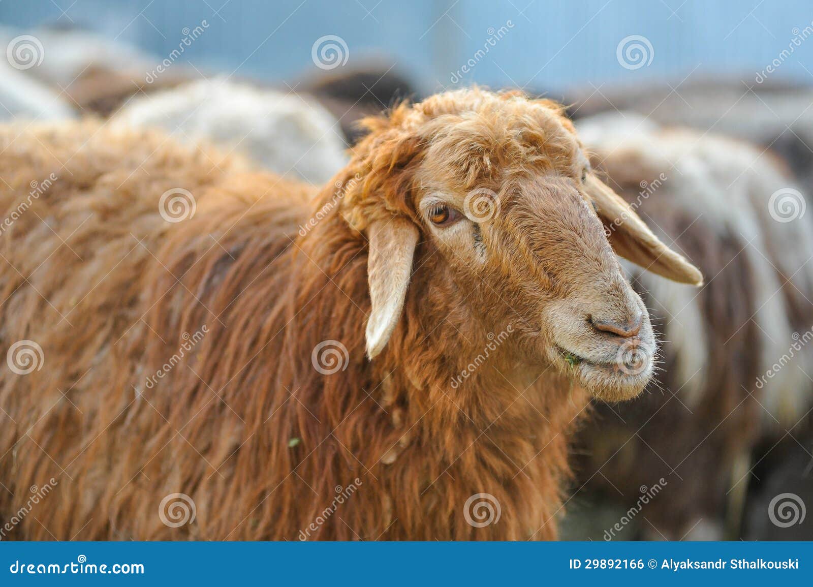 Red sheep closeup stock photo. Image of husbandry, mammal - 29892166