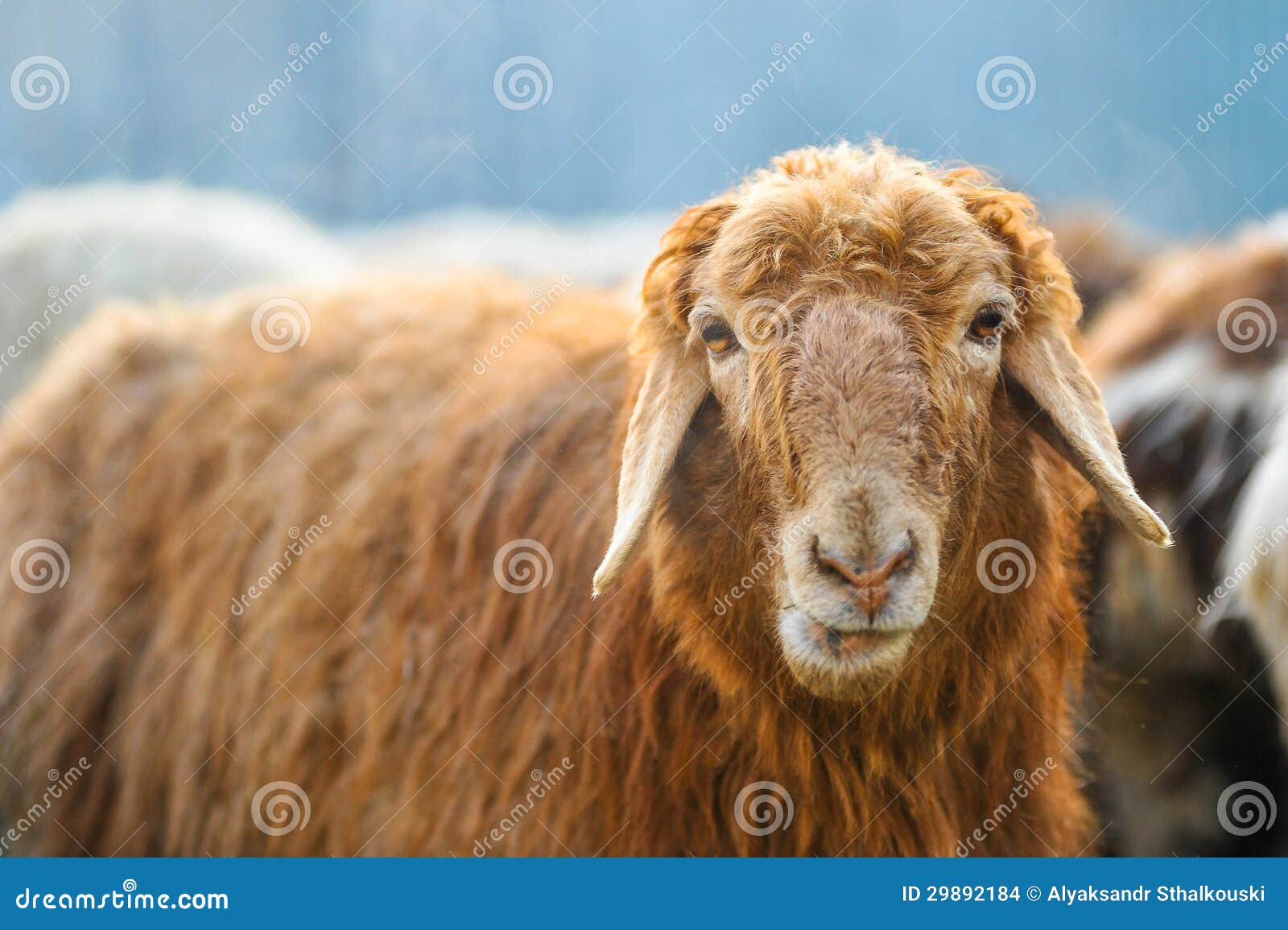 Red sheep stock photo. Image of offspring, friendly, natural - 29892184