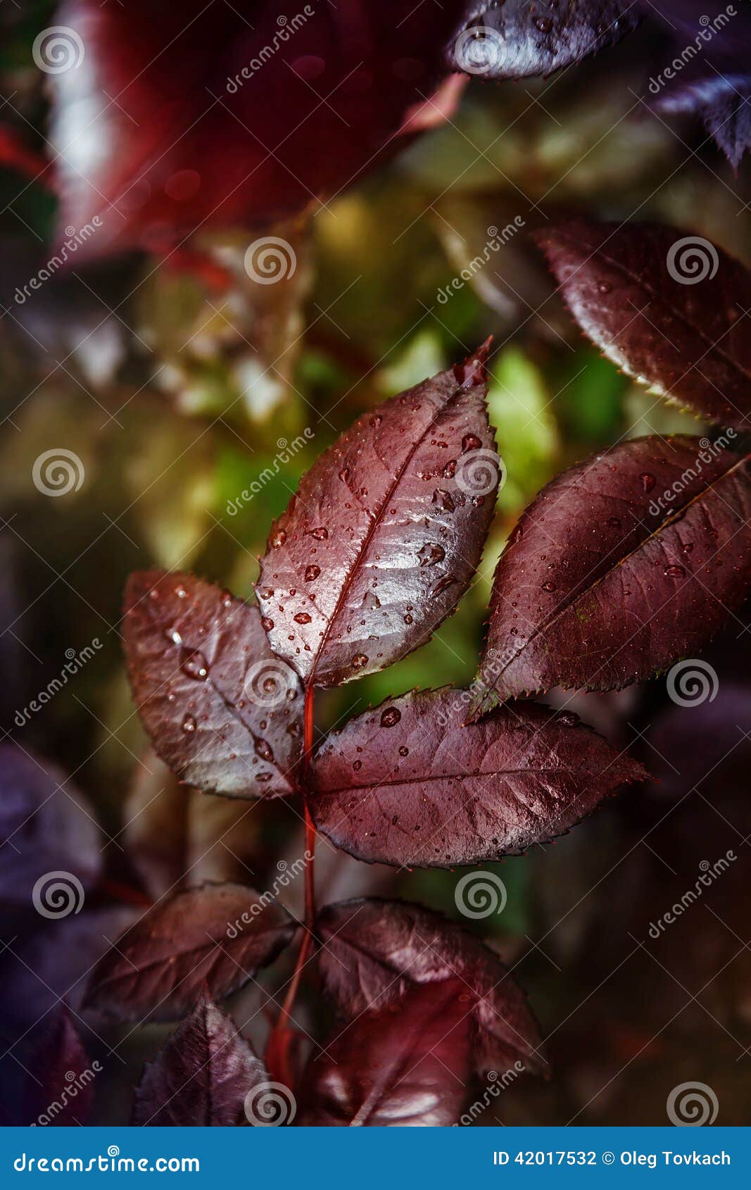 Red sheets with drops stock photo. Image of nature, herb - 42017532