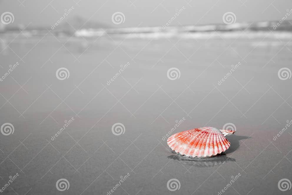 Red Shell Laying on the Beach Stock Image - Image of destinations ...