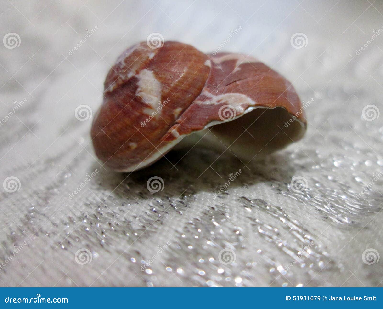 Red Shell. stock image. Image of decoration, beauty, beach - 51931679