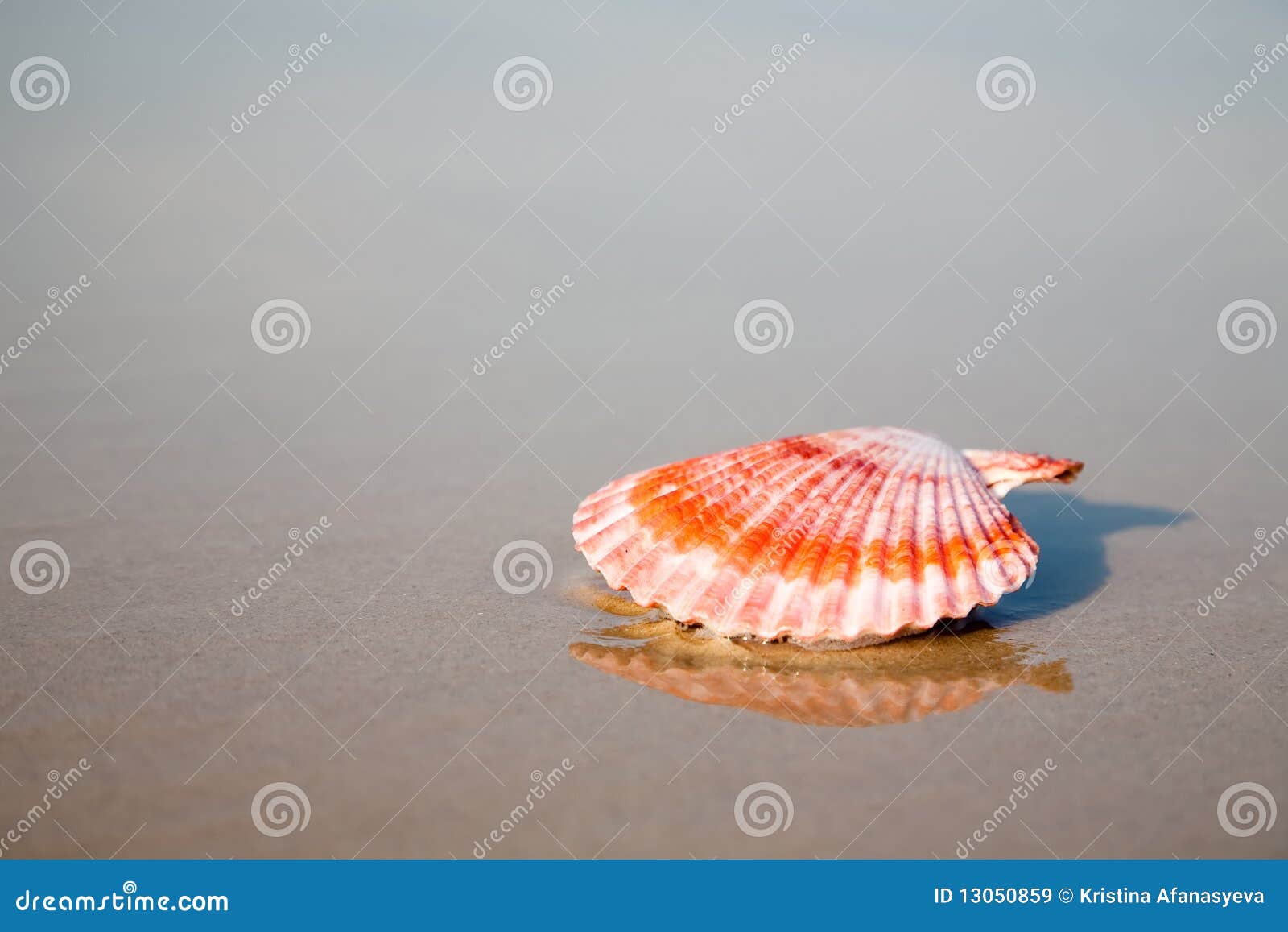 Red shell on the water stock image. Image of rest, scene - 13050859