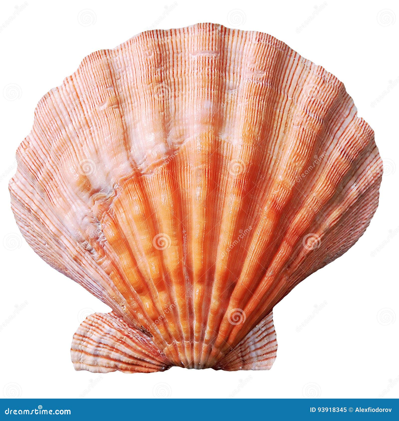 Red Shell on White Background. Stock Image - Image of natural, pink ...