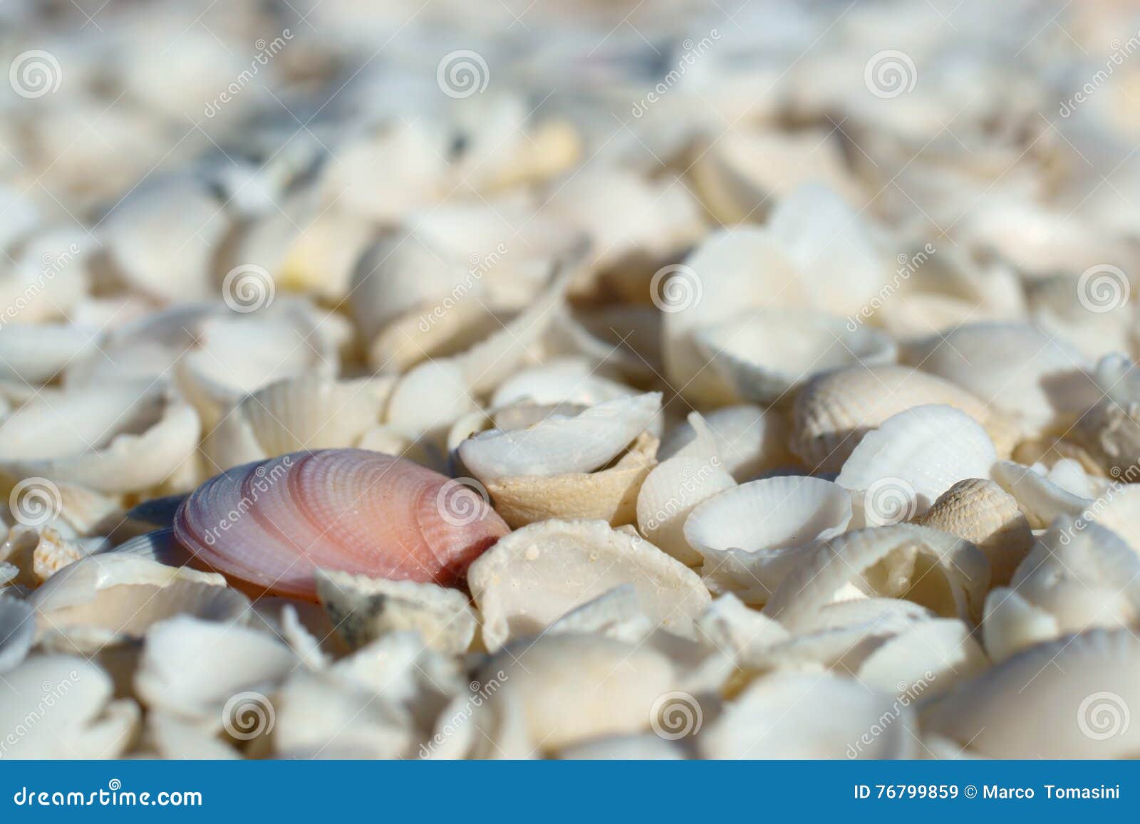 Red shell stock image. Image of littleneck, australia - 76799859