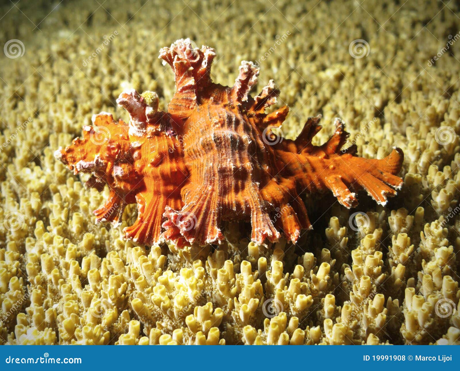 Red shell on yellow coral stock photo. Image of mollusk - 19991908