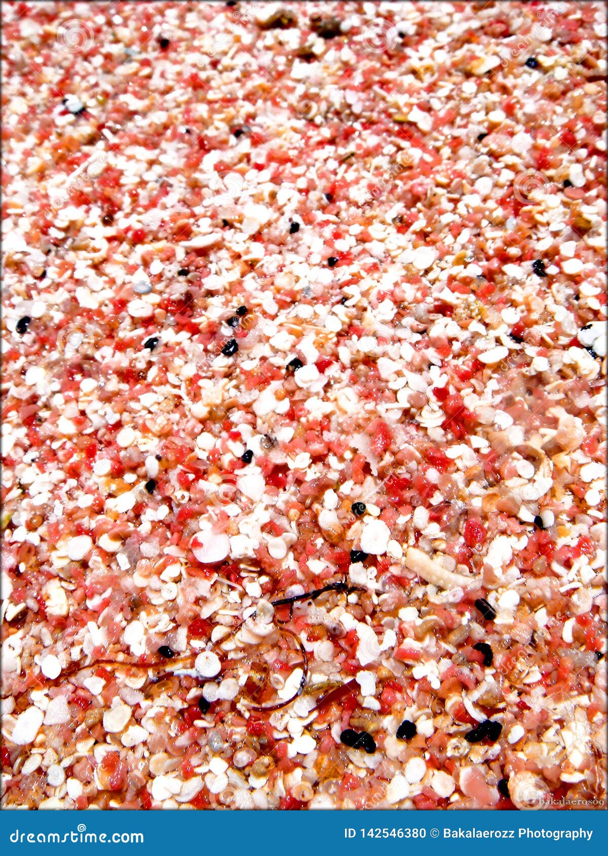 Red Shells Sand on the Beach Stock Photo - Image of cobblestone, crete ...