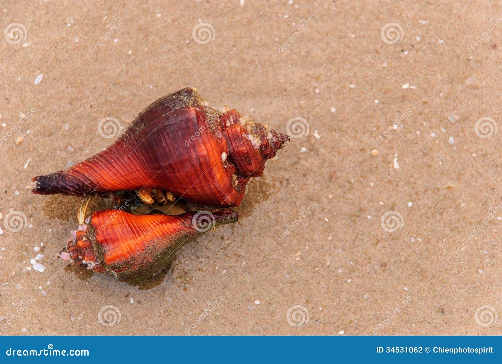 The red shells stock photo. Image of claw, crab, crustacean - 34531062