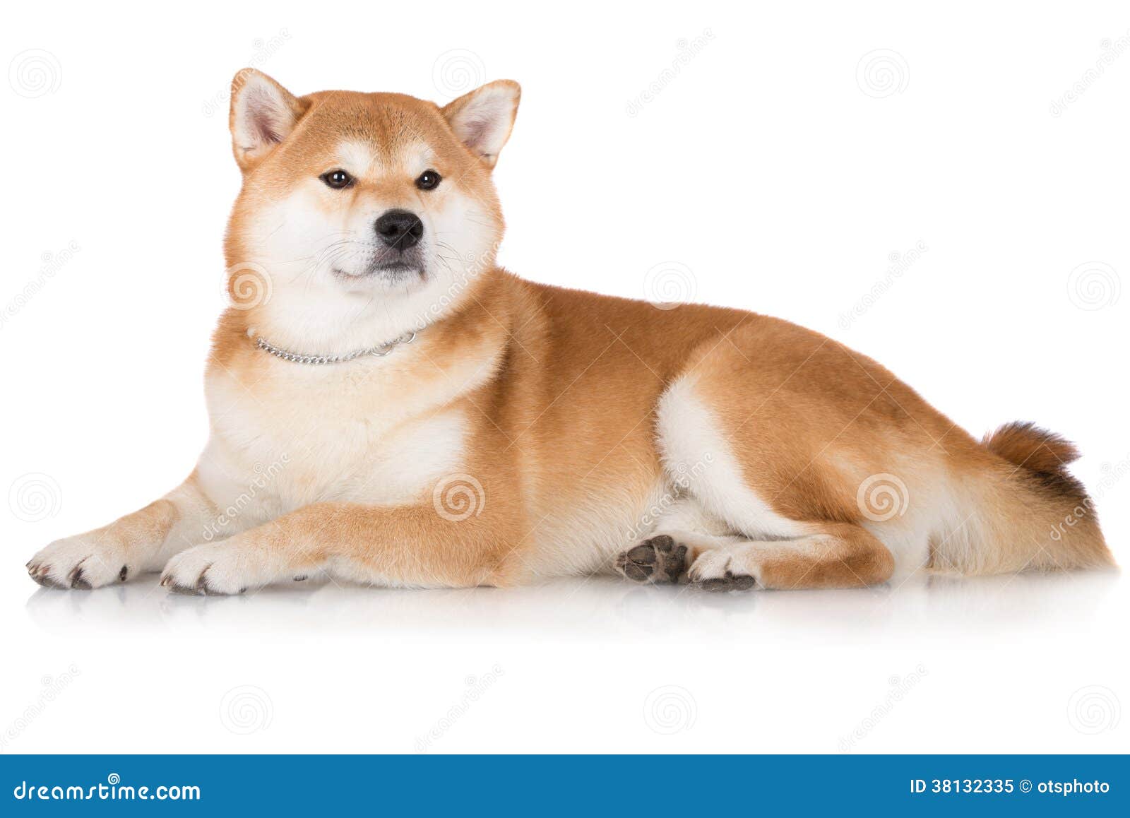Red Shiba