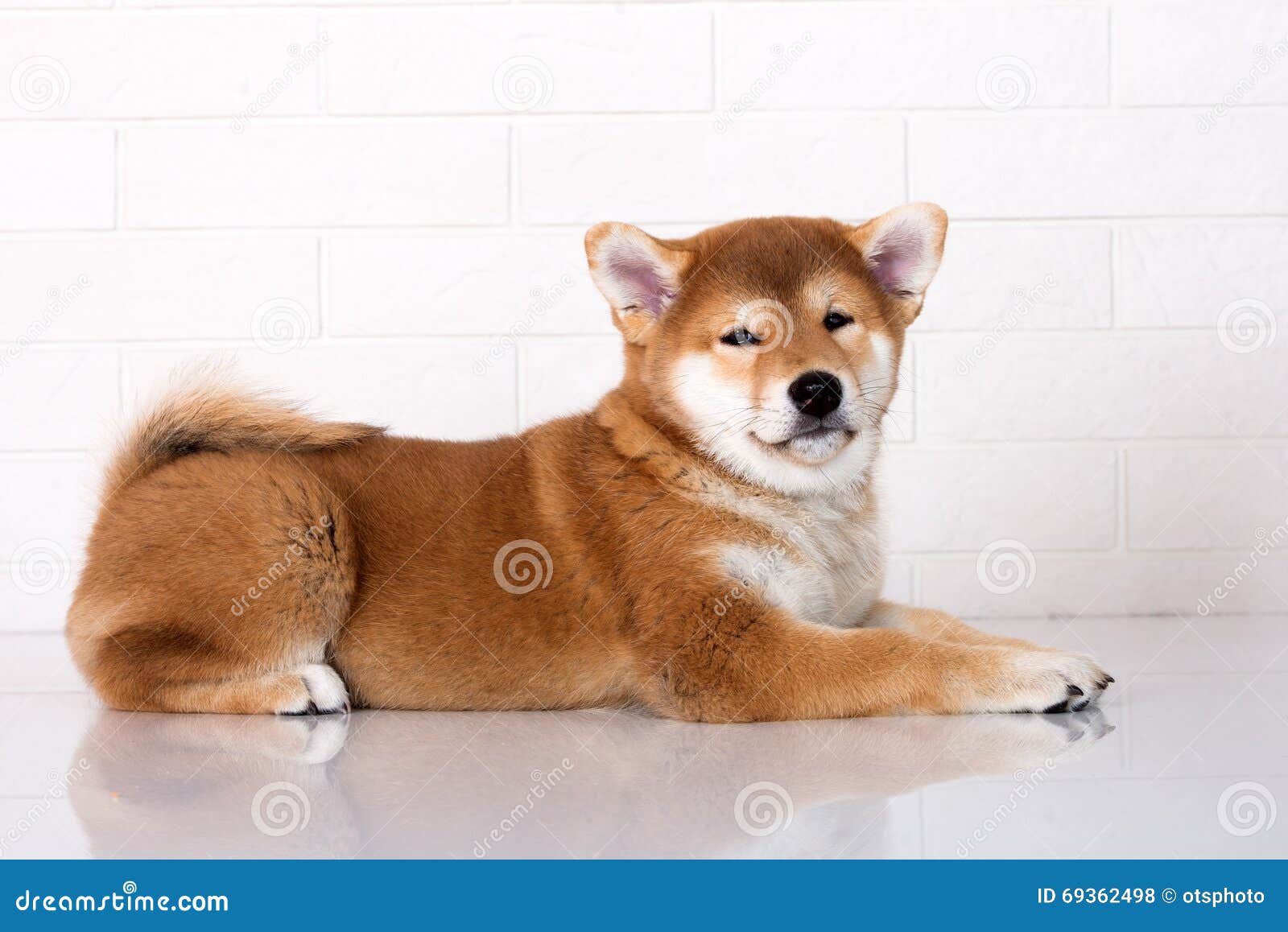 Red shiba inu puppy stock photo. Image of pure, baby - 69362498