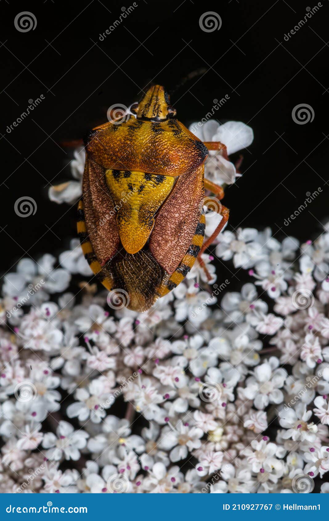 Red Shield Bug stock image. Image of pentatomidae, entomology - 210927767