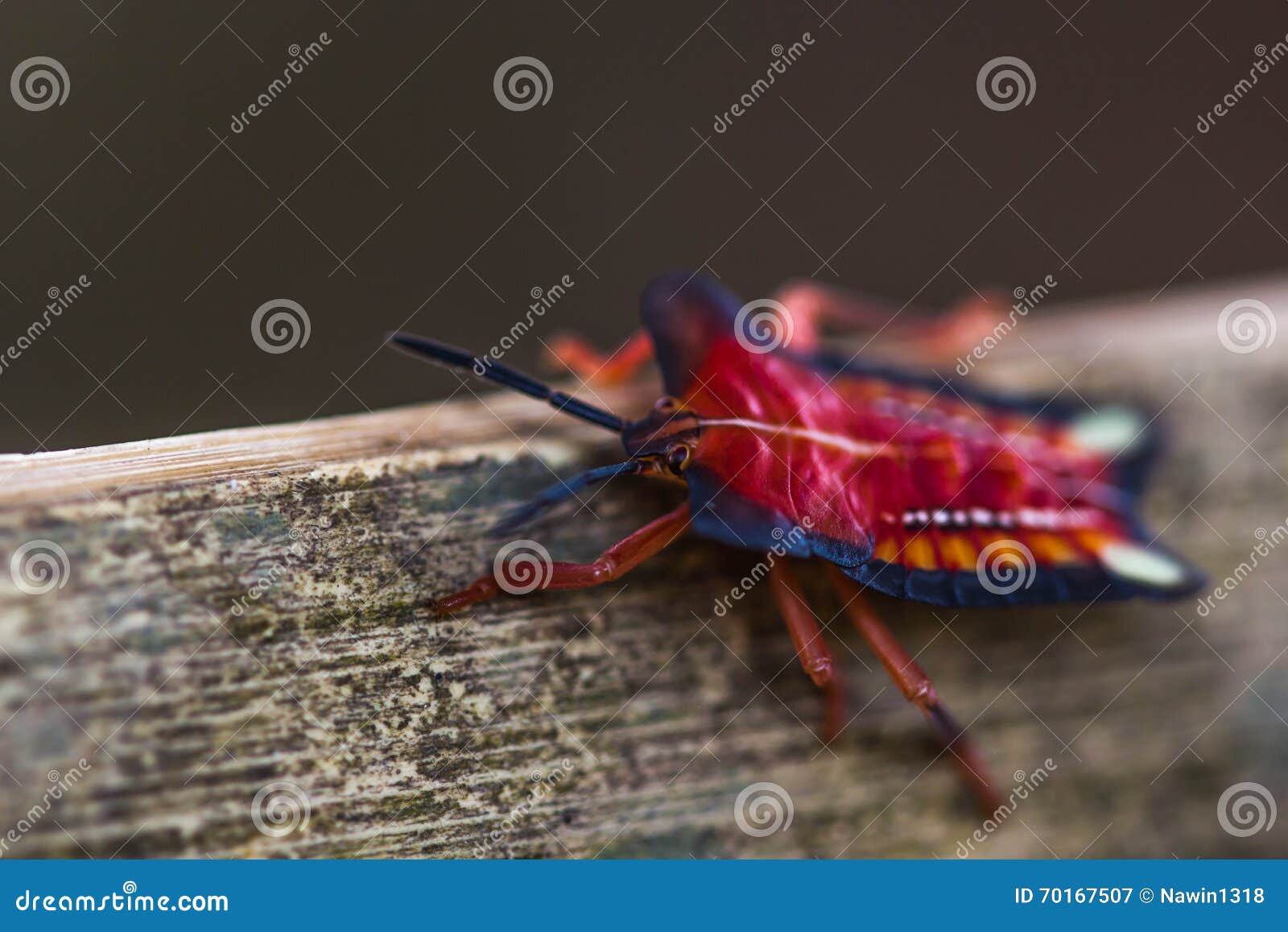 Red Shield Bug on Nature Background Stock Image - Image of beetle ...
