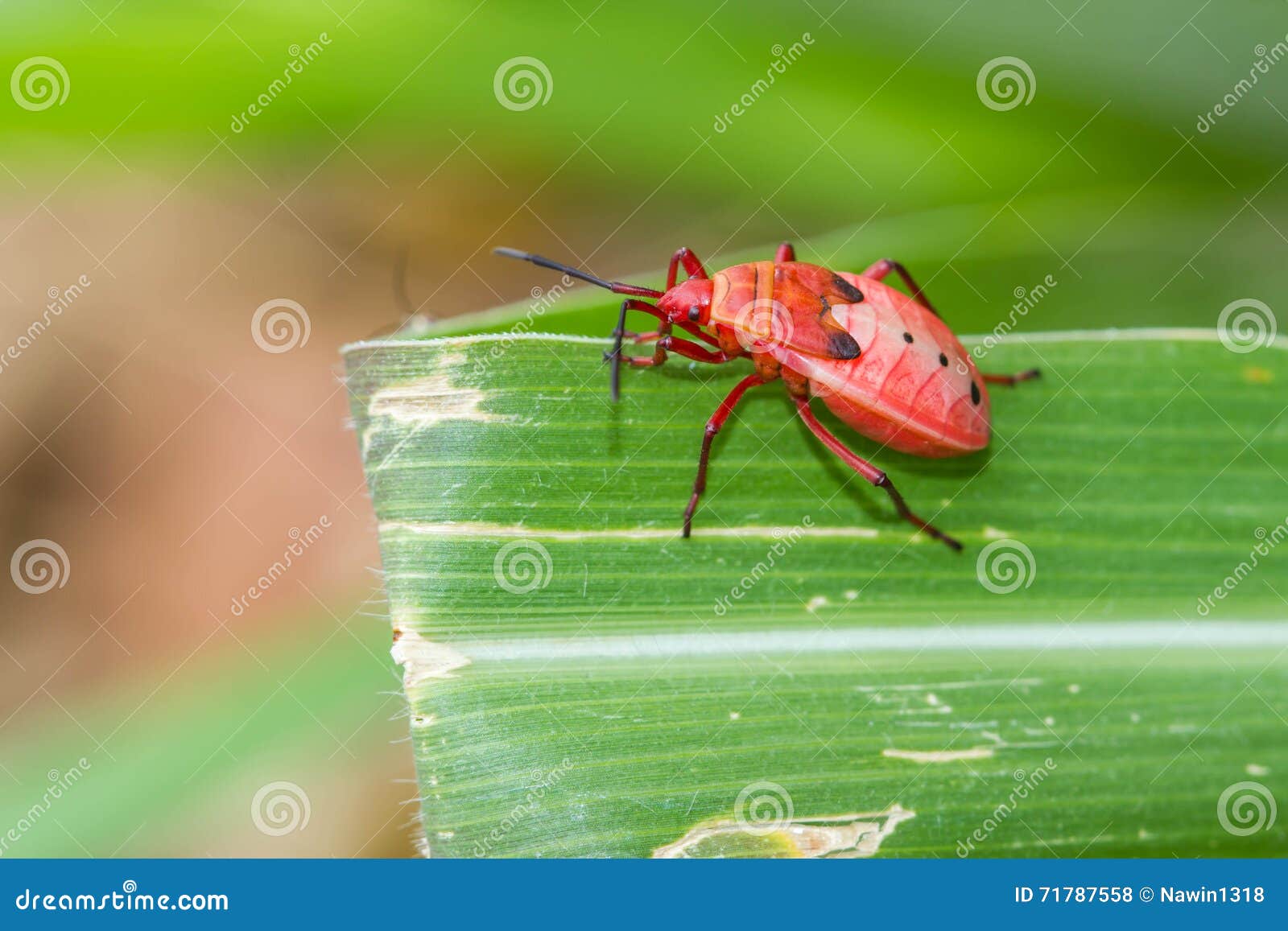 Red Shield Bug on Nature Background Stock Photo - Image of macro ...