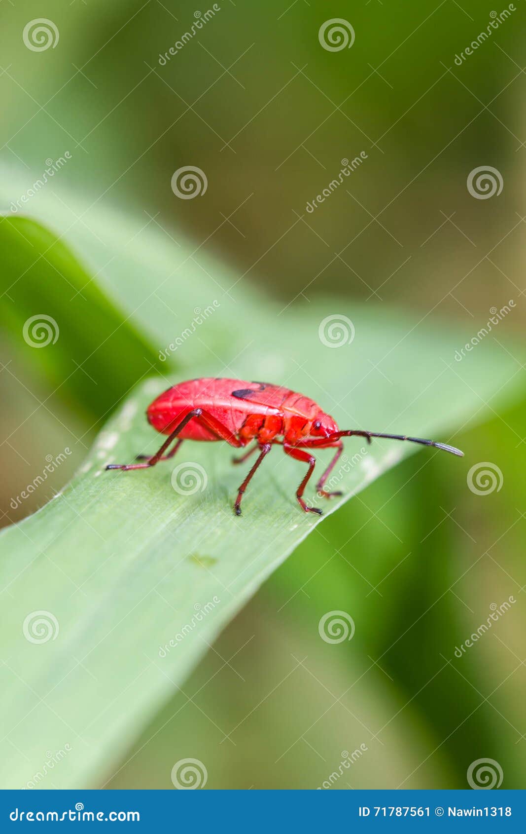 Red Shield Bug on Nature Background Stock Image - Image of detail ...