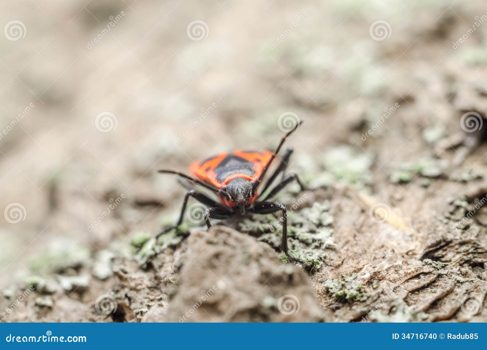 Red Shield Bug or Stink Bug Insect Macro Stock Photo - Image of nature ...