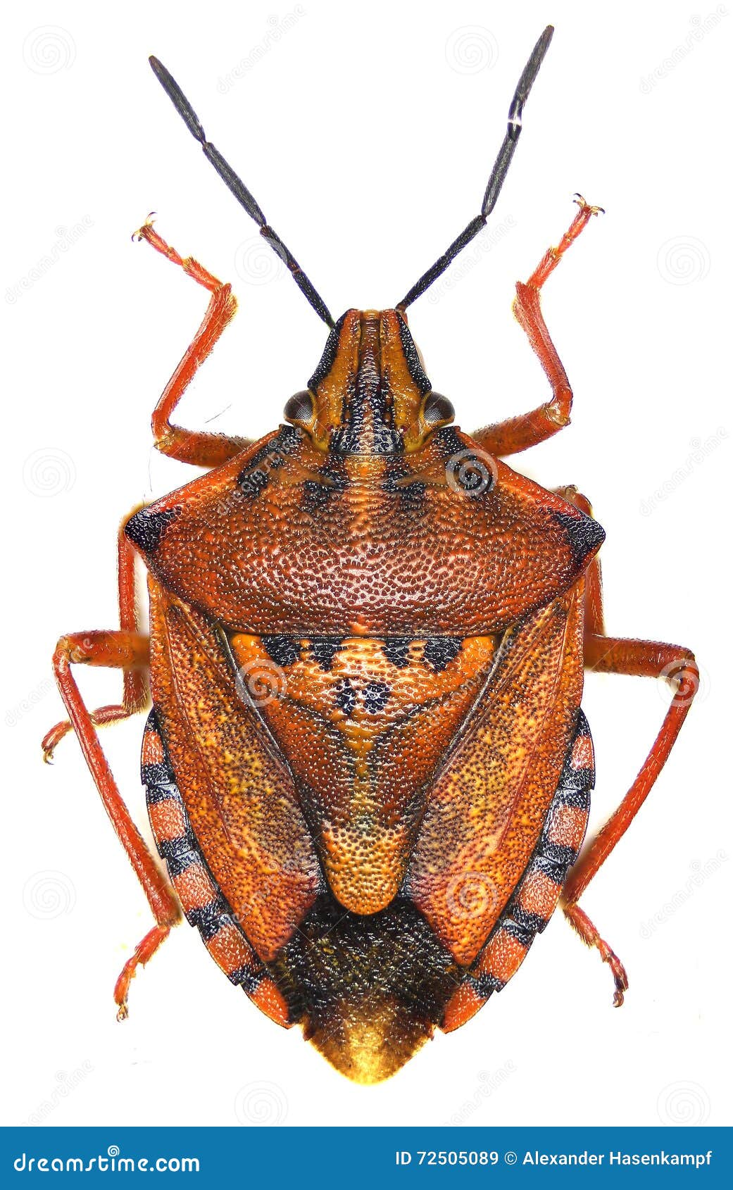 Carpocoris Mediterraneus , The Colorful Shield Bug Or Stink Bug On ...