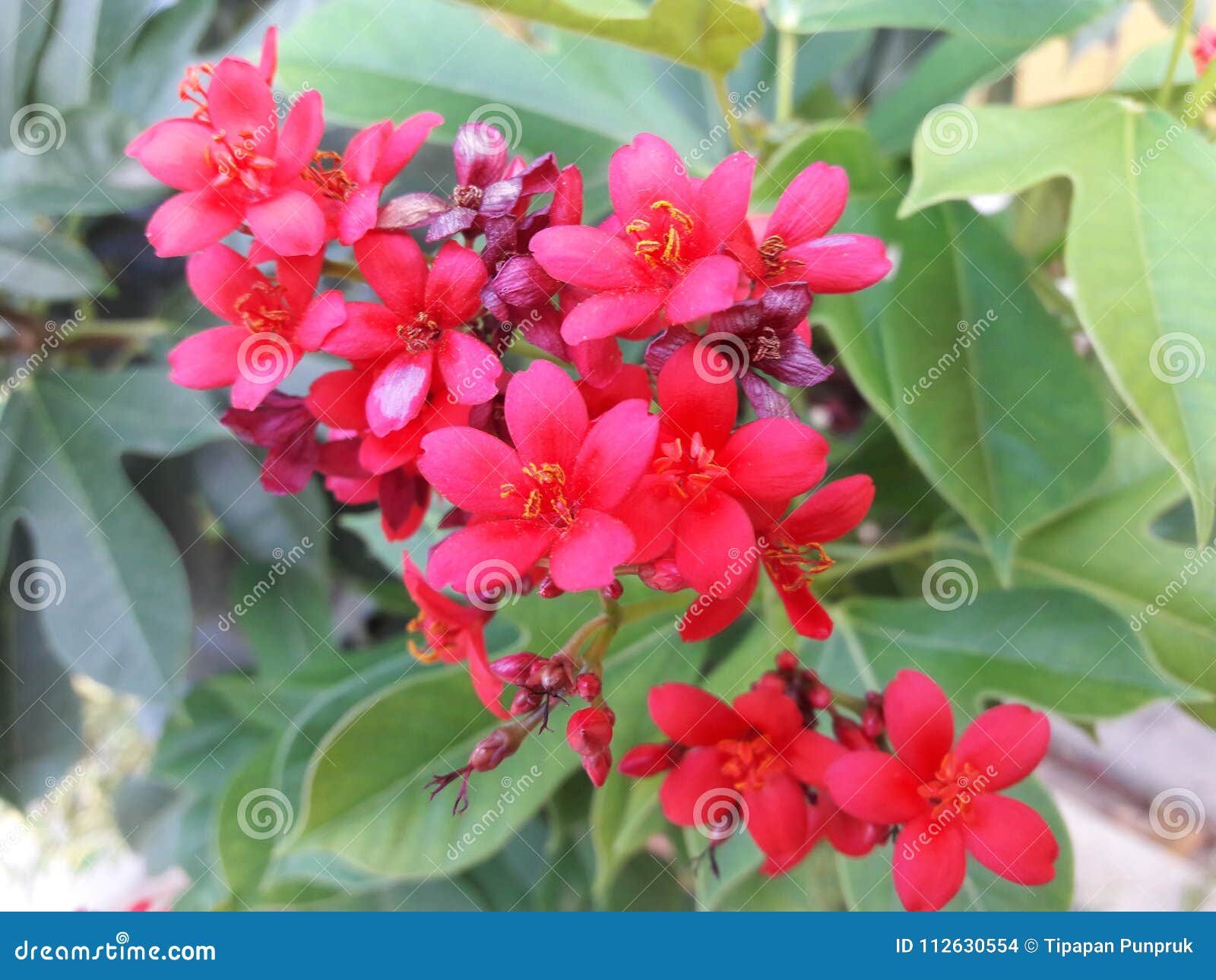 Red Shining Jatropha Integerrima Stock Photo - Image of flower ...