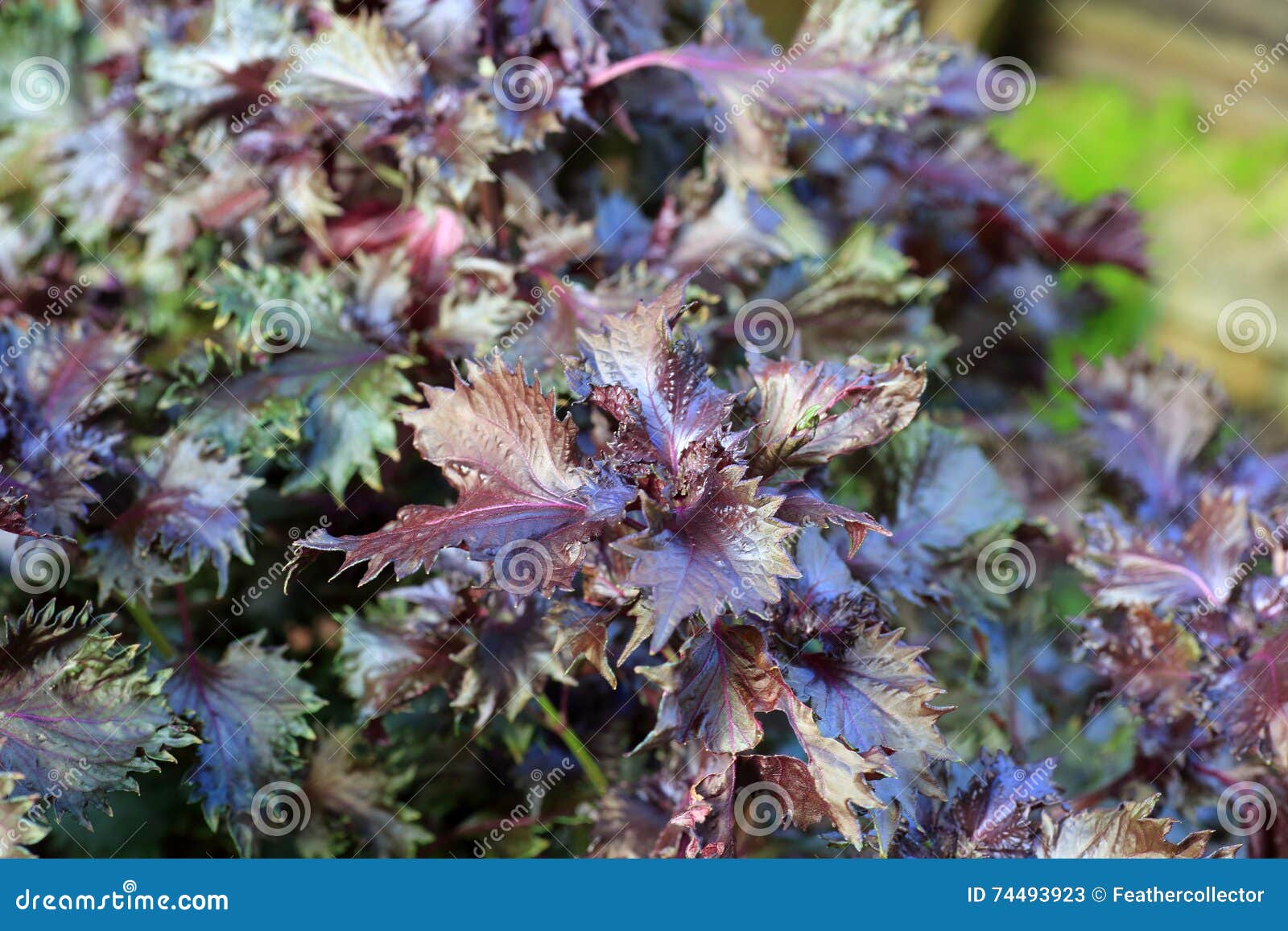 Red Shiso stock image. Image of shiso, plant, herb, perilla - 74493923