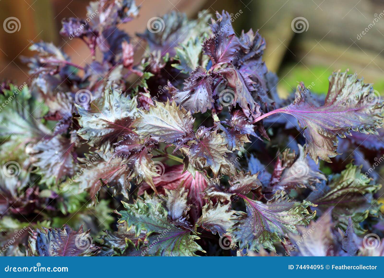 Red Shiso stock image. Image of herb, subshrub, japan - 74494095
