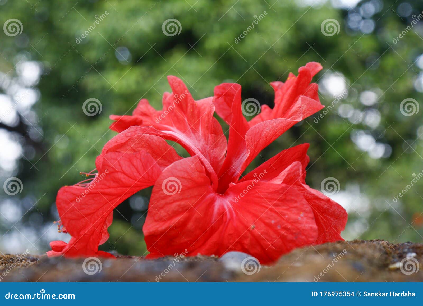 Red shoe flower stock photo. Image of fresh, flower - 176975354