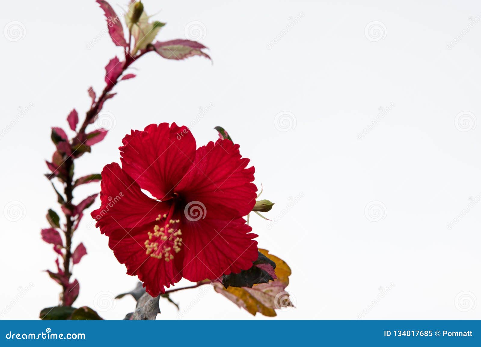 Red Shoe Flower Or Sri Lankan National Flower Dasaval Stock Photography ...