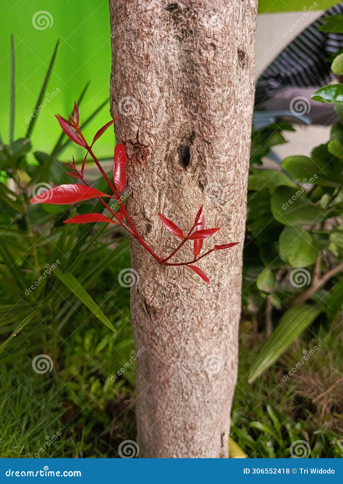Red Shoot Leaves Coming Out of the Brown Tree Stock Photo - Image of ...