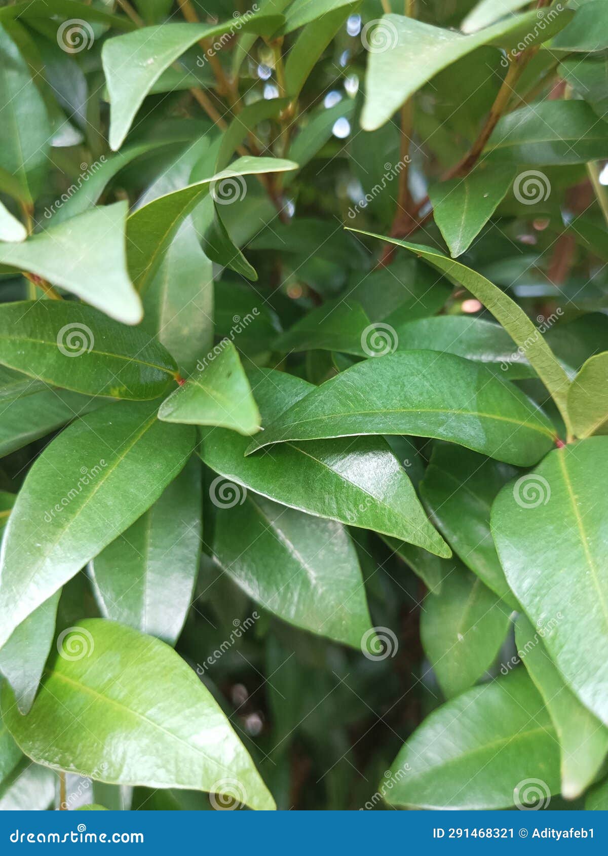 Red Shoot Plan is a Beautiful Plan for House Yard Stock Image - Image ...