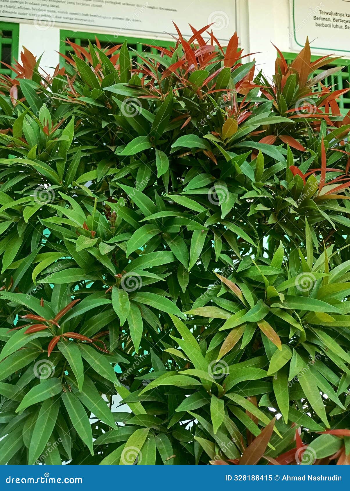 Red shoot tree stock image. Image of garden, herb, produce - 328188415