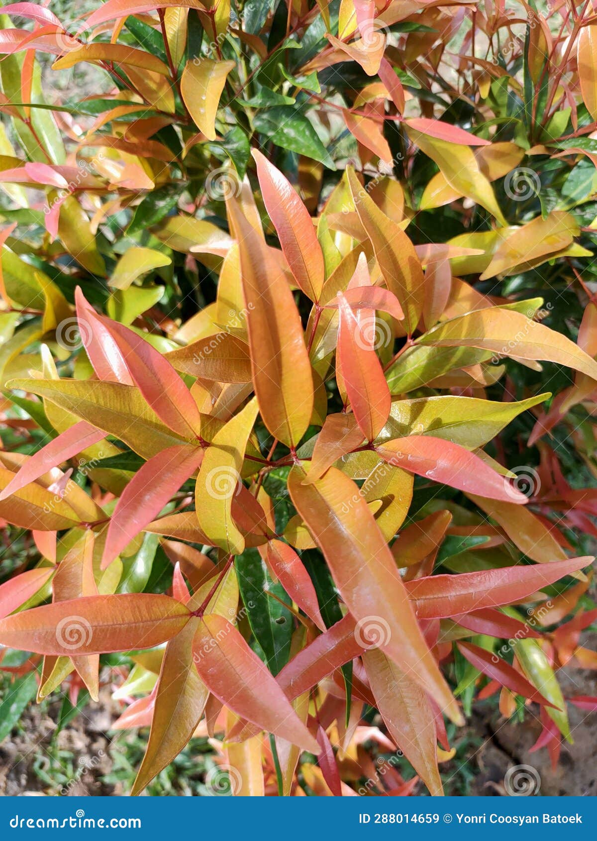 A Red Shoot Tree that Has Just Changeed the Color of Its Leaf Pattern ...