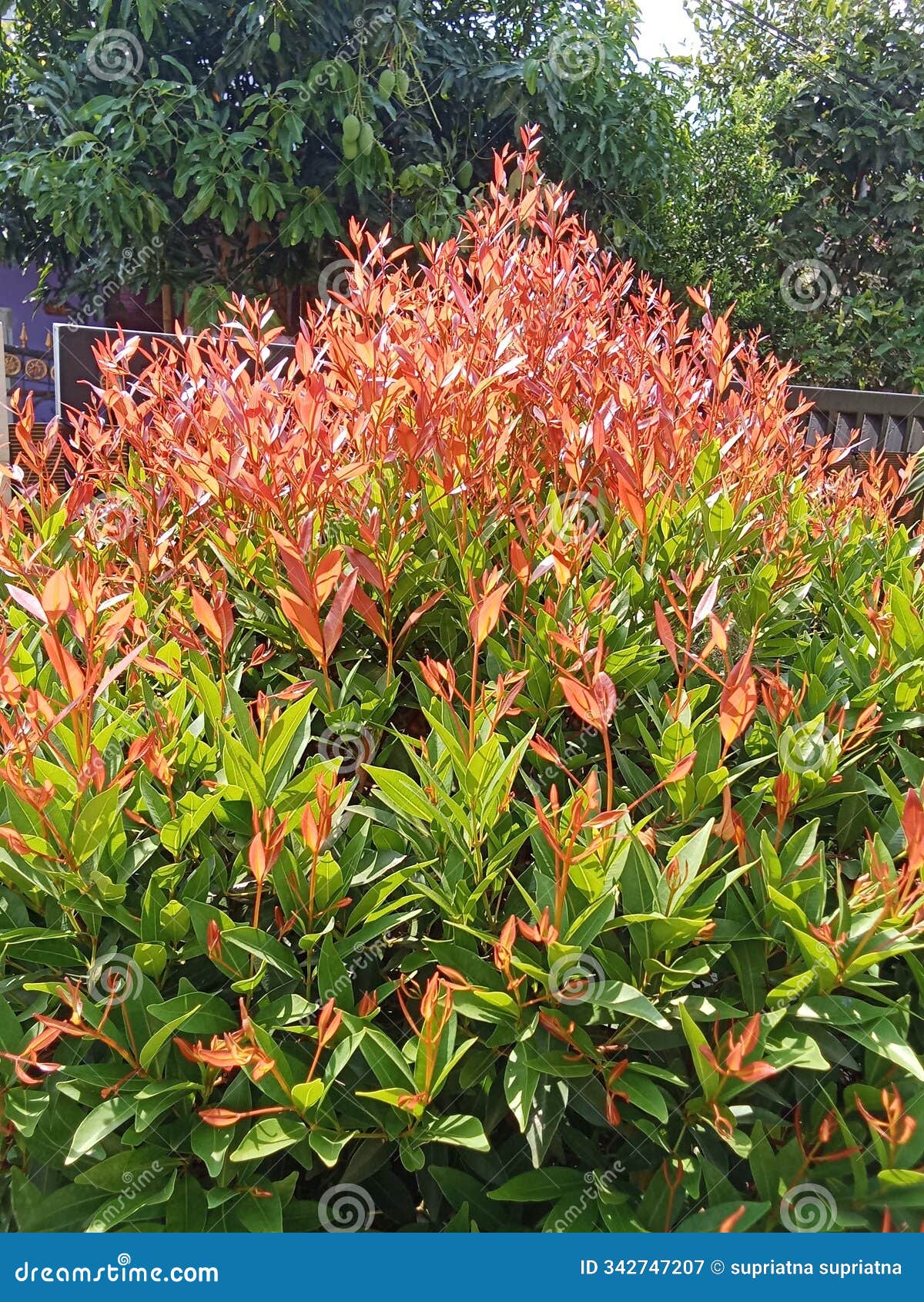 Red shoot tree stock image. Image of gardens, grow, shoot - 342747207