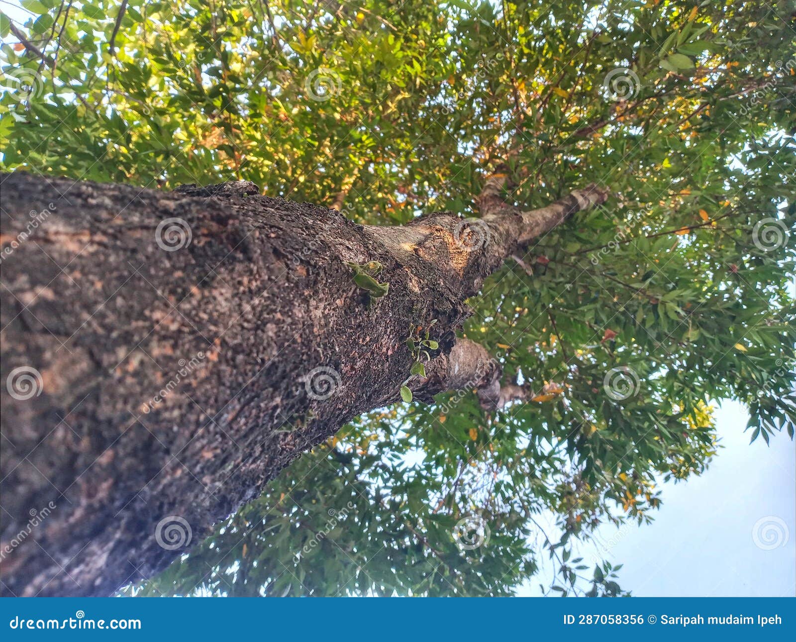 Red Shoot Tree Trunk with Dense Leaves Stock Photo - Image of tree ...