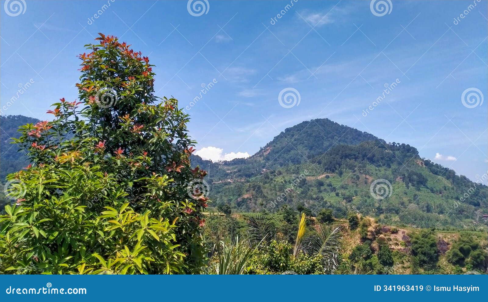 Red Shoot Trees that Can Be Consumed As Tea Stock Image - Image of ...