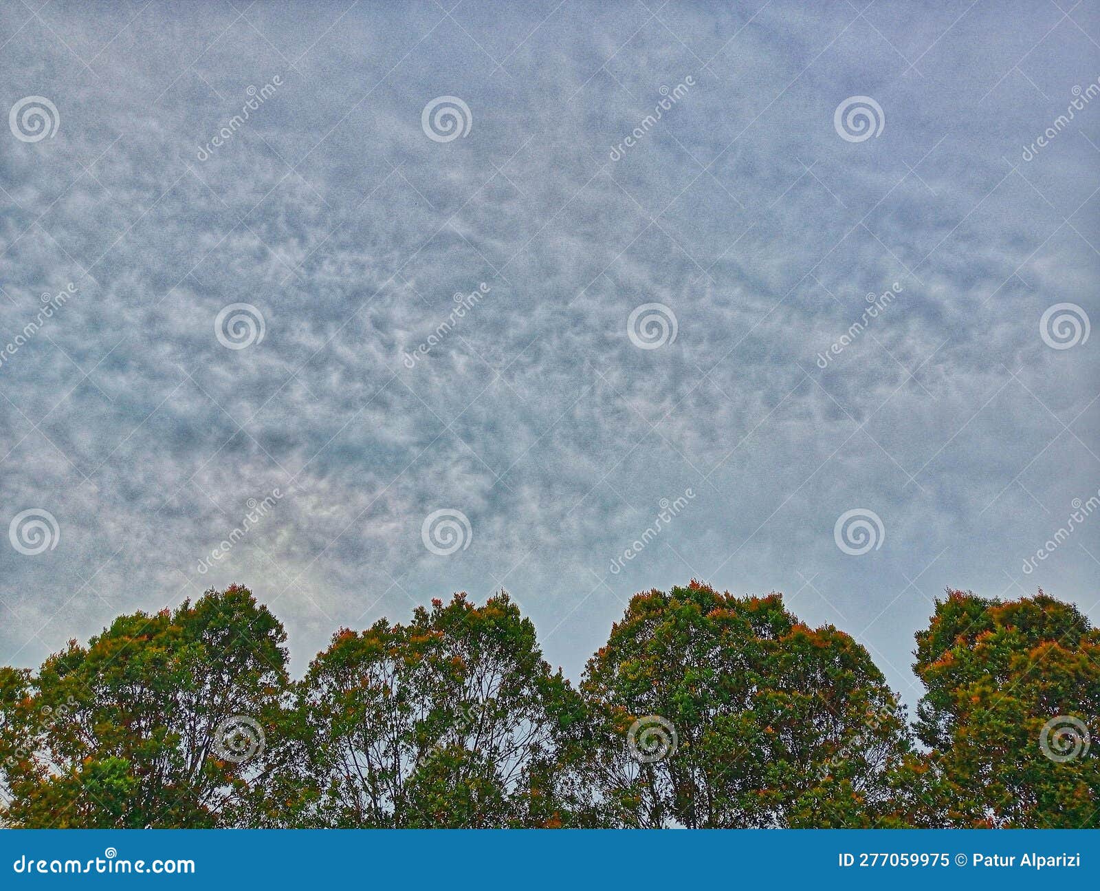 Red Shoot Trees are Suitable for Home Gardens Stock Image - Image of ...