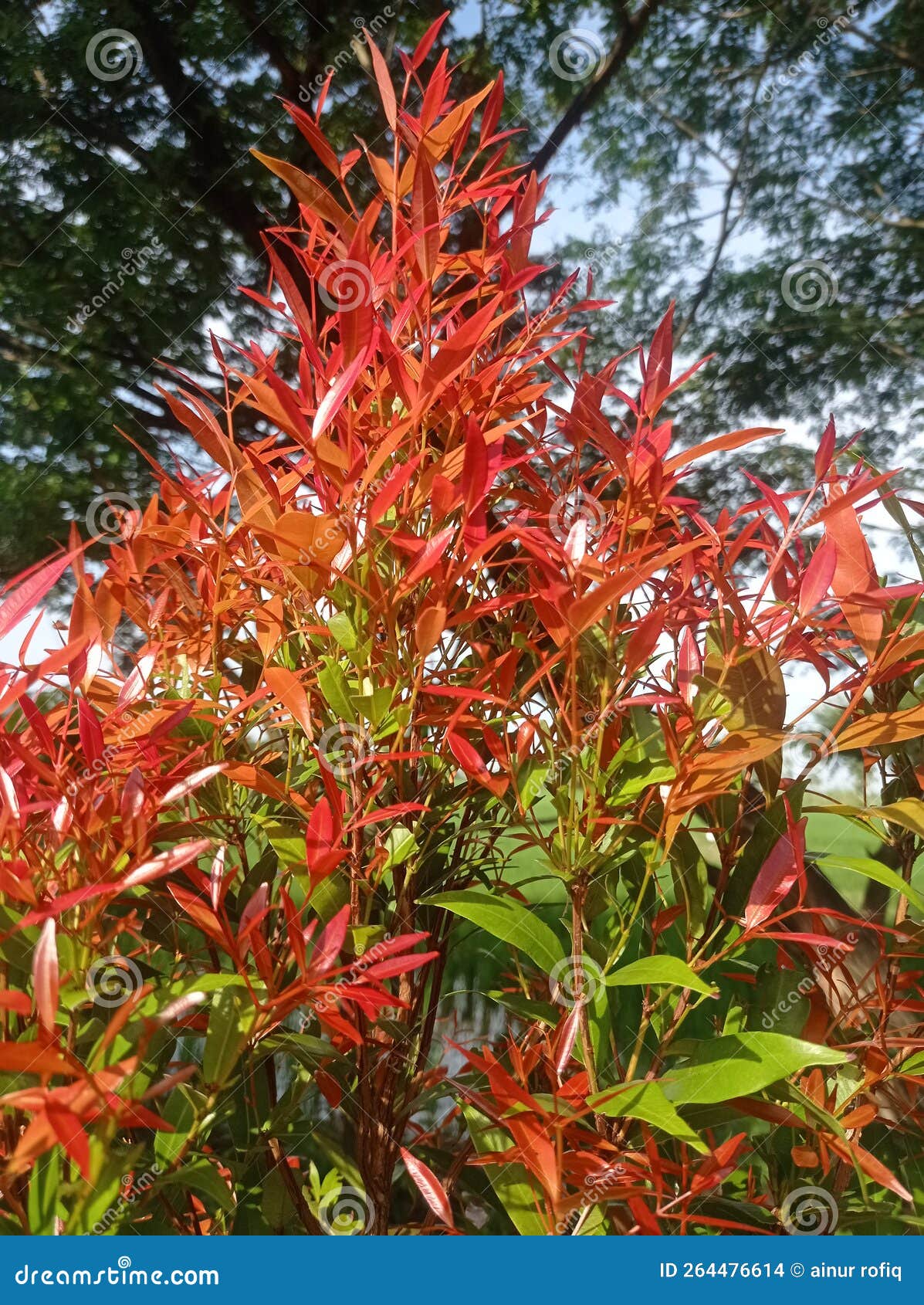 Red Shoots of Tree Leaves Under the Hot Sun Stock Photo - Image of ...