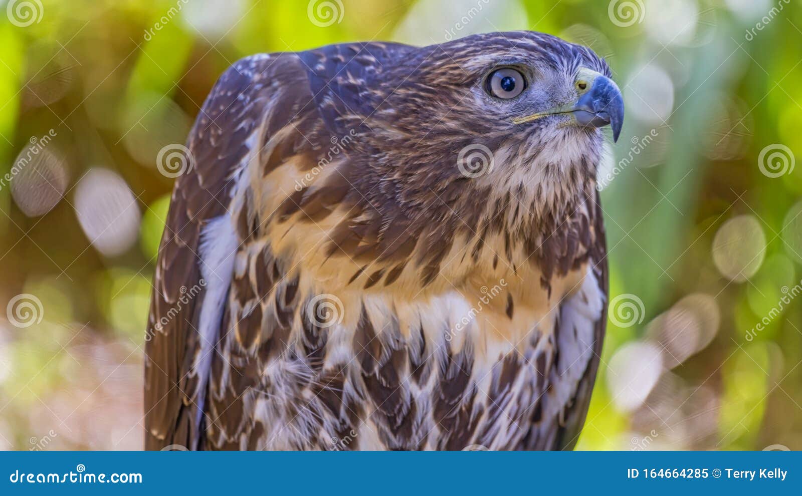 Red shoulder hawk stock image. Image of feathered, nature - 164664285