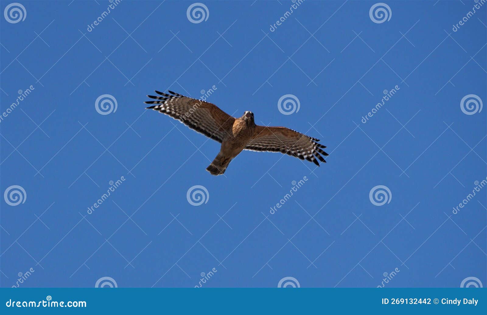 A Red Shoulder Hawk in the Flight. Stock Photo - Image of seabird ...